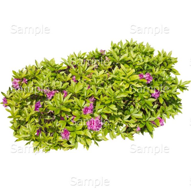 低木素材 – sozaiya.com