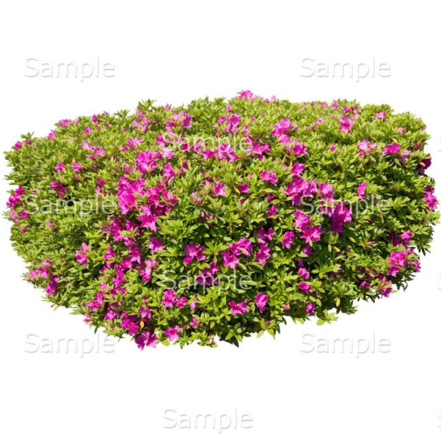 低木素材 – sozaiya.com