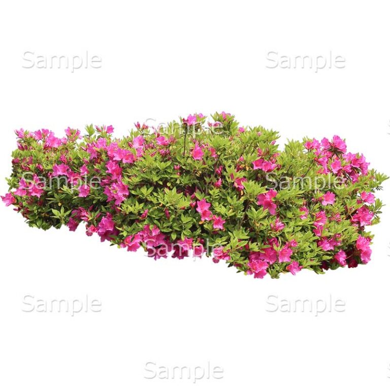 低木素材 – ページ 2 – sozaiya.com