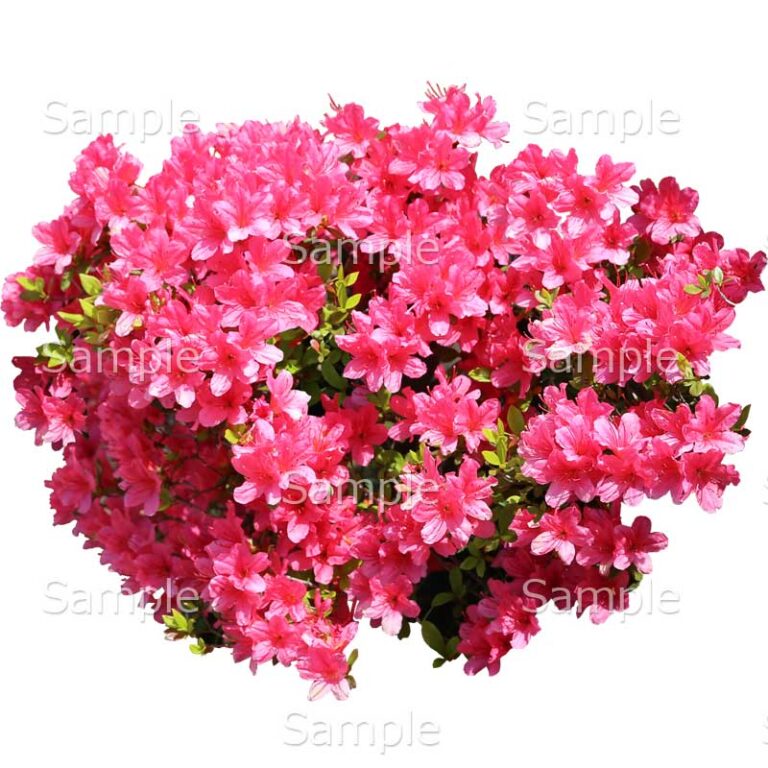 低木素材 – sozaiya.com