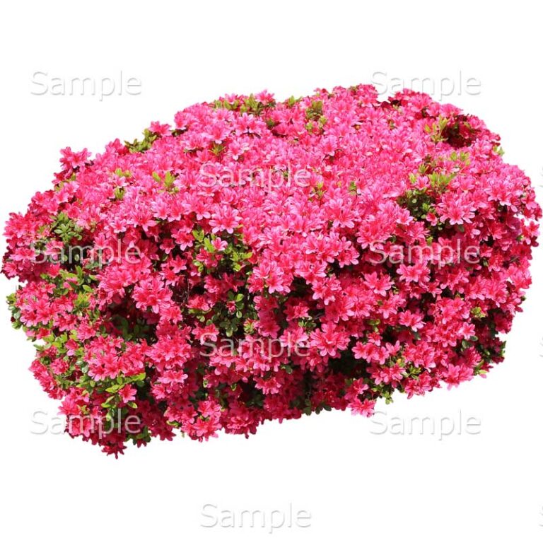 低木素材 – sozaiya.com