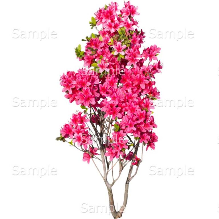 低木素材 – sozaiya.com