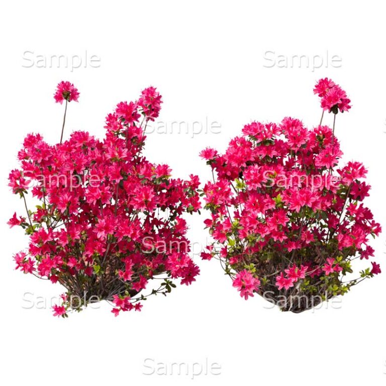 低木素材 – sozaiya.com