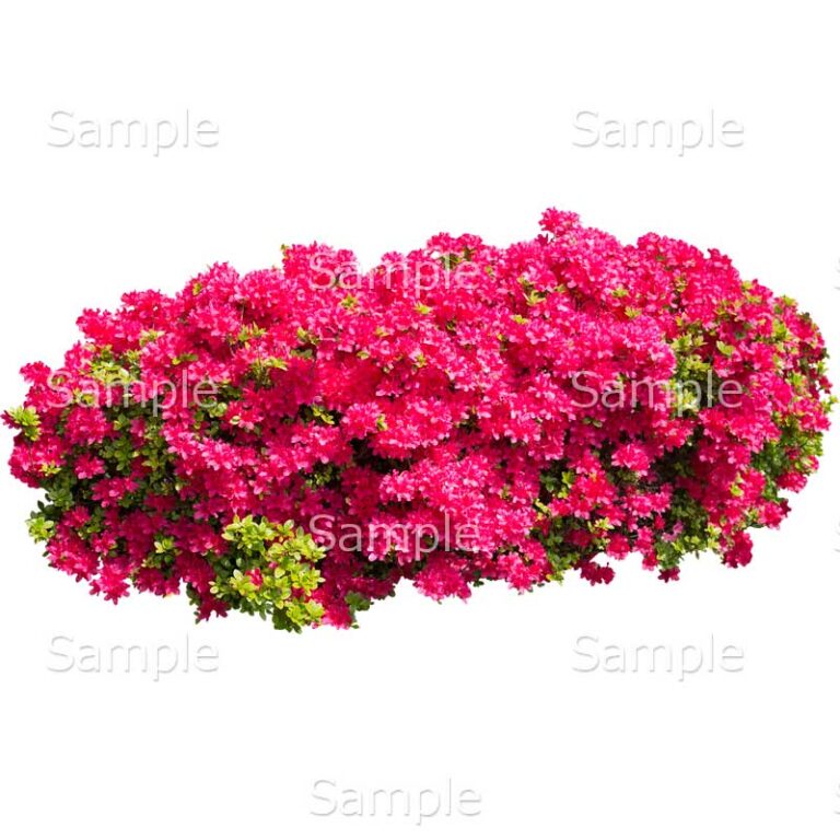 低木素材 – sozaiya.com