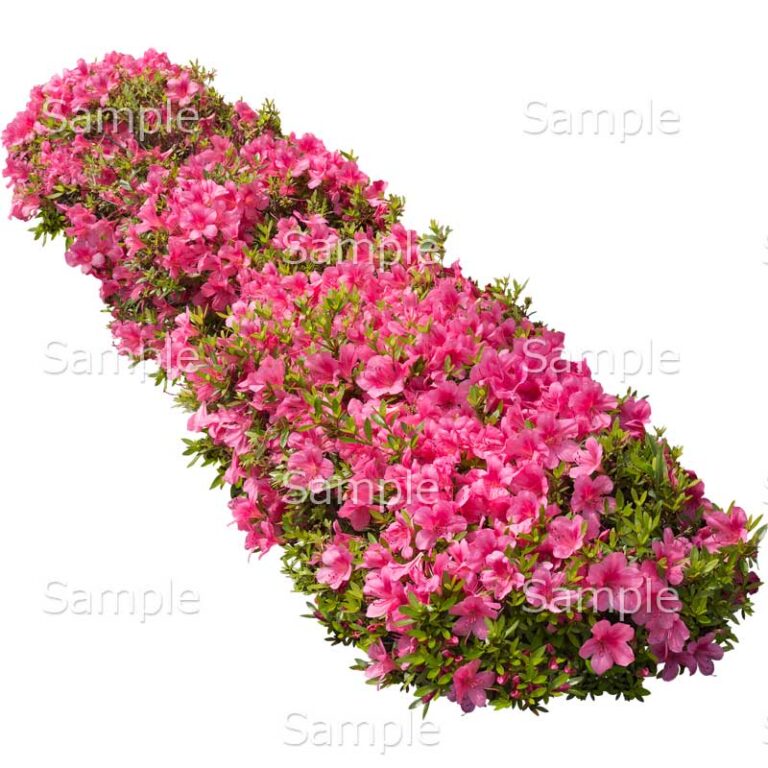 灌木材料 – sozaiya.com