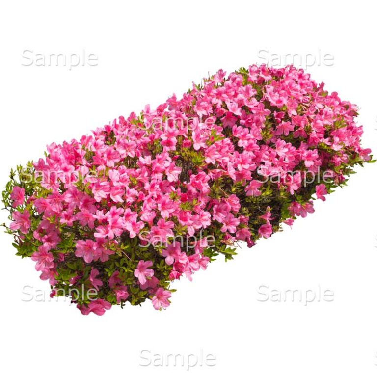 低木素材 – sozaiya.com