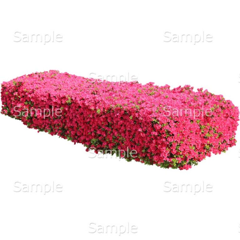 低木素材 – ページ 2 – sozaiya.com