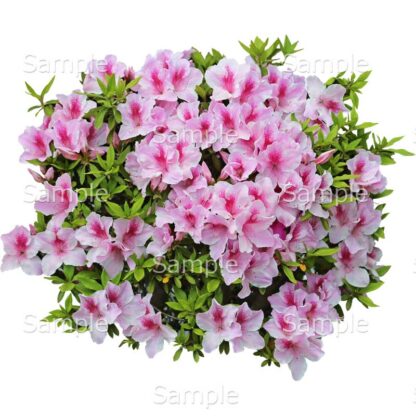 tsu_099 – sozaiya.com