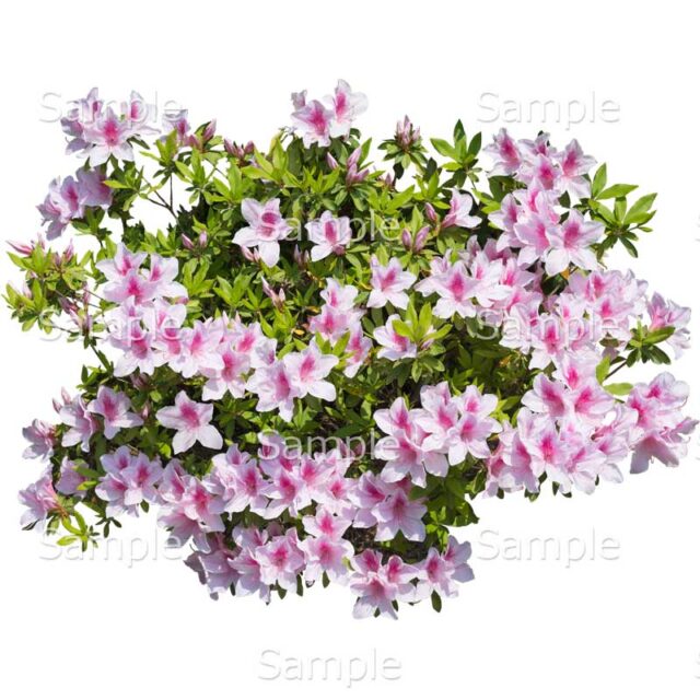 tsu_100 – sozaiya.com