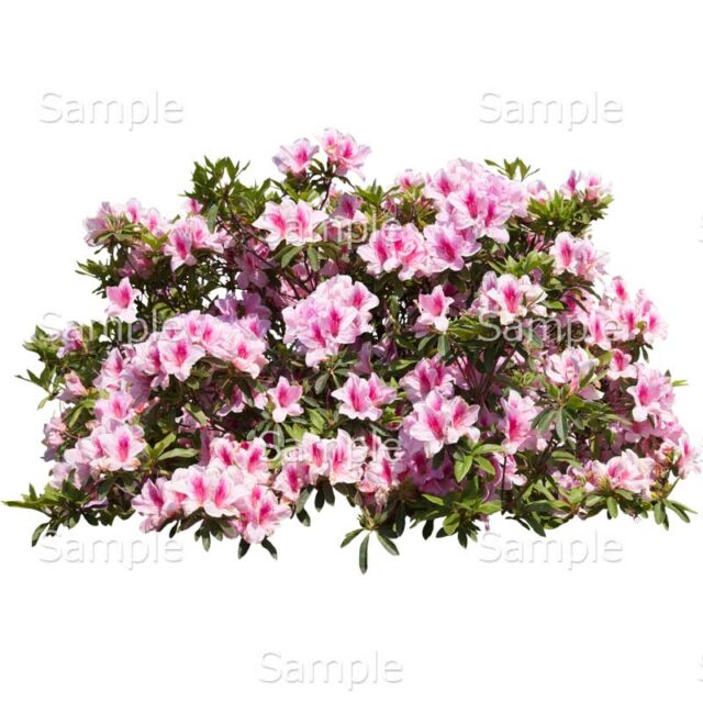 低木素材 – sozaiya.com