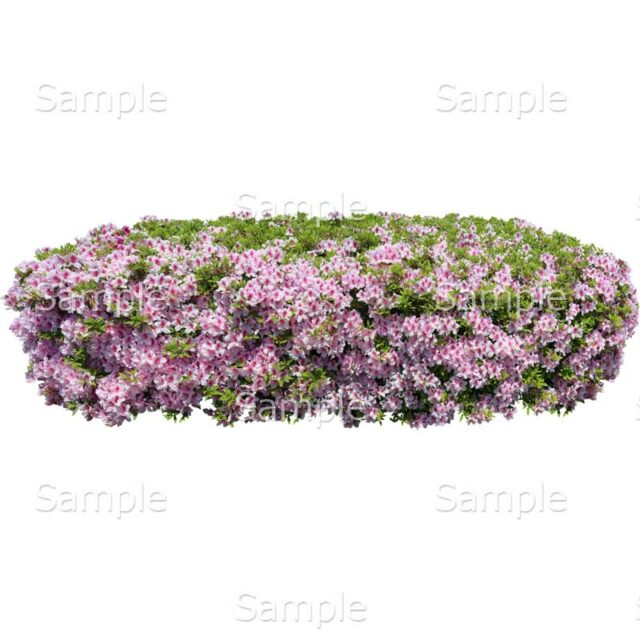 低木素材 – ページ 2 – sozaiya.com