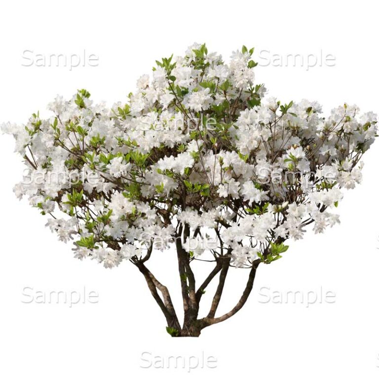 低木素材 – sozaiya.com