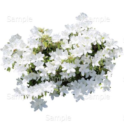 低木素材 – sozaiya.com