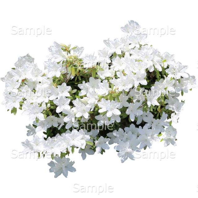 低木素材 – sozaiya.com