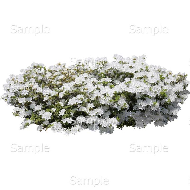 低木素材 – ページ 3 – sozaiya.com