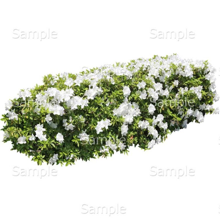 低木素材 – ページ 3 – sozaiya.com