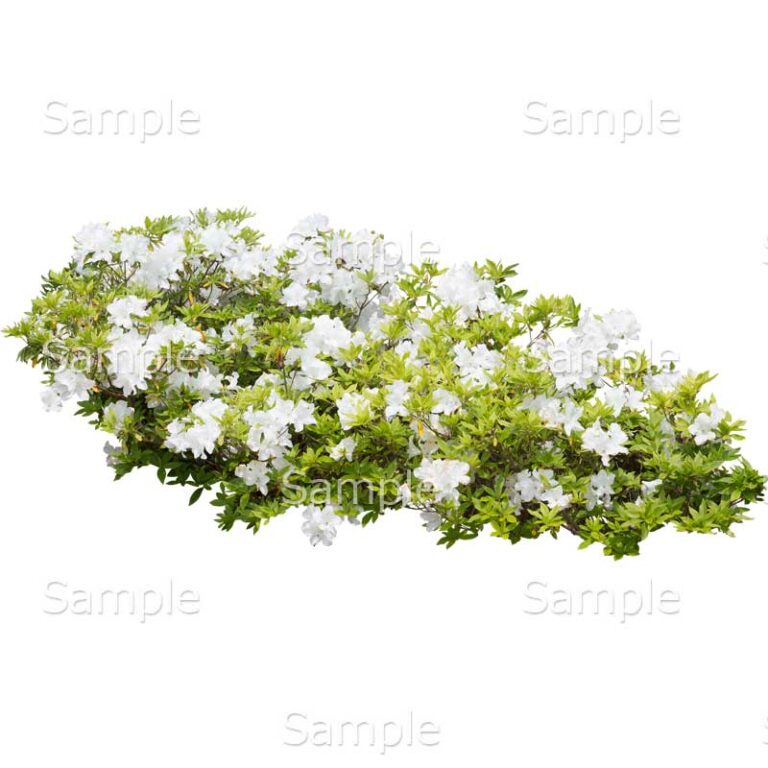 低木素材 – sozaiya.com