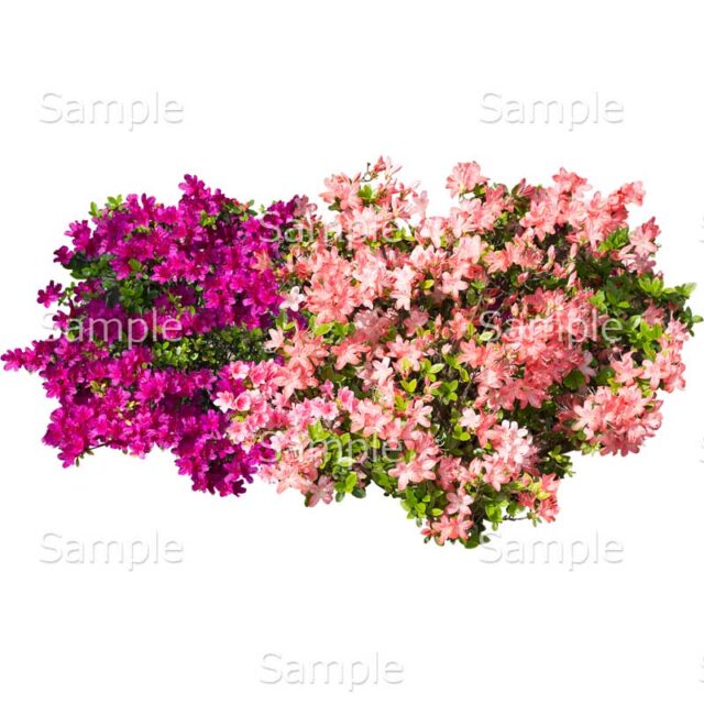 低木素材 – sozaiya.com