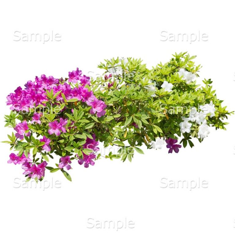 低木素材 – sozaiya.com