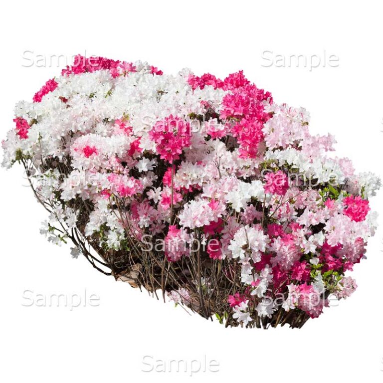 低木素材 – sozaiya.com