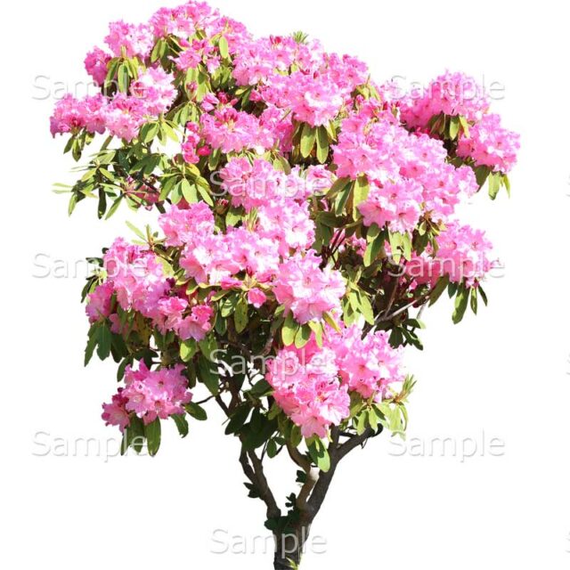 低木素材 – sozaiya.com