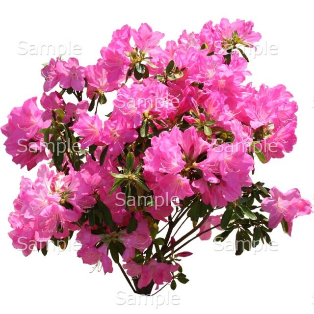 低木素材 – sozaiya.com