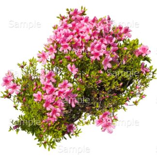 灌木材料 – sozaiya.com