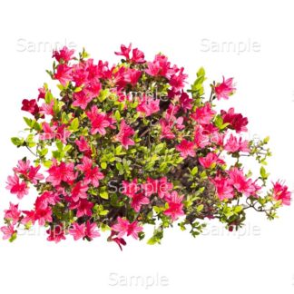 低木素材 – sozaiya.com