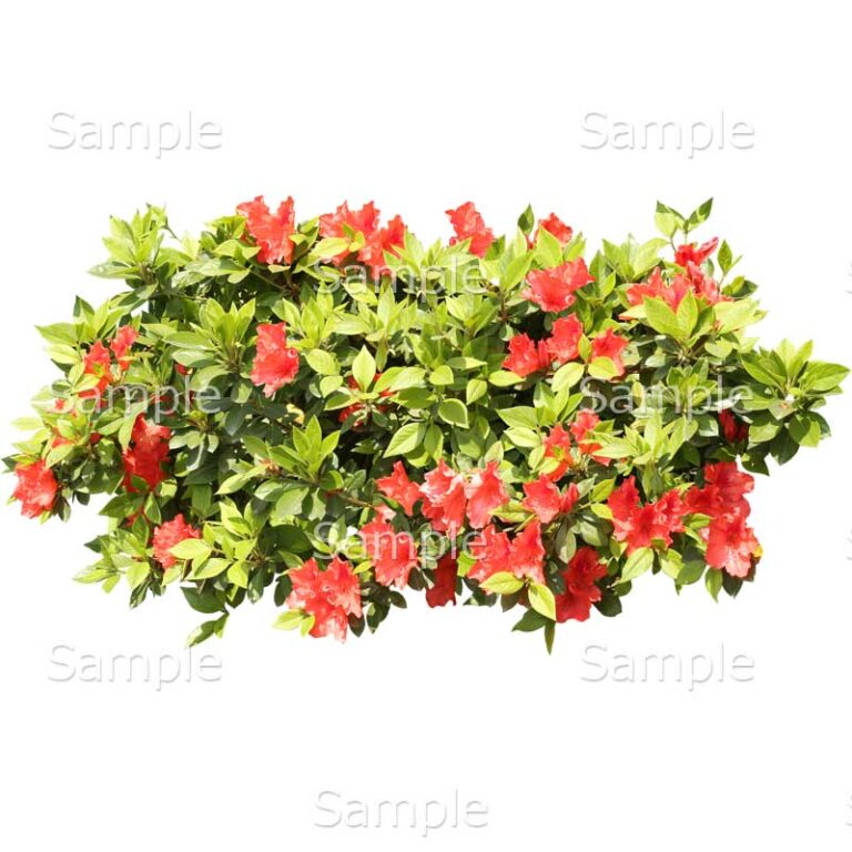 低木素材 – sozaiya.com