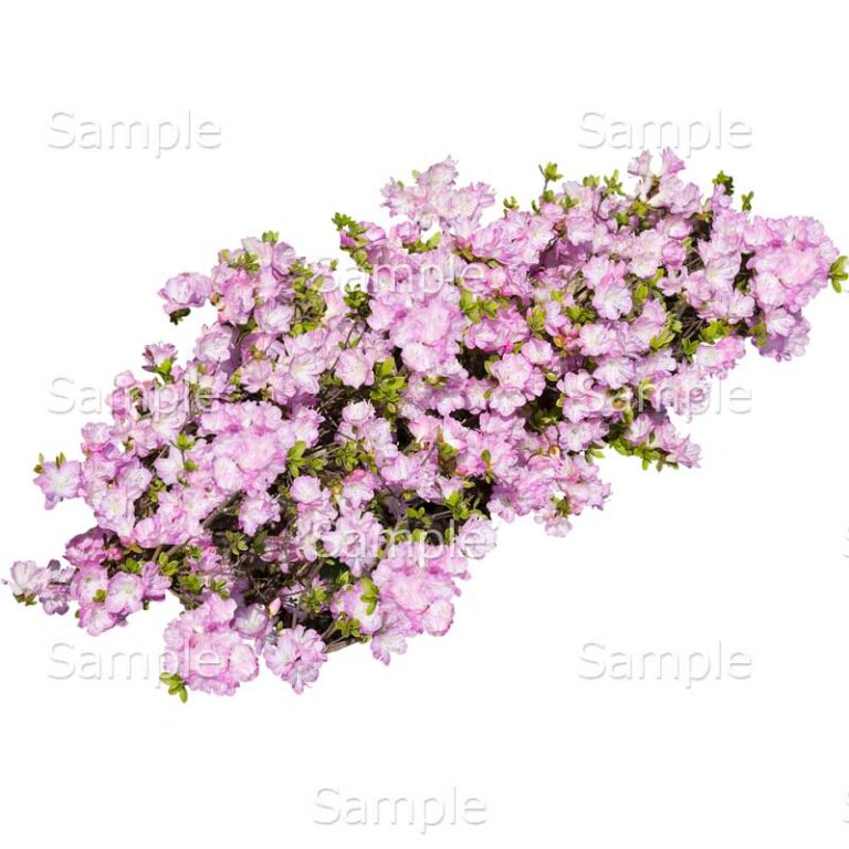 低木素材 – sozaiya.com