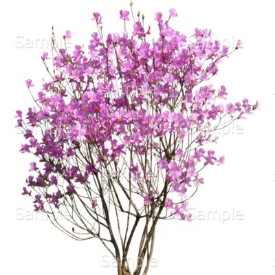 tsu_165 – sozaiya.com