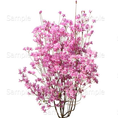 tsu_166 – sozaiya.com