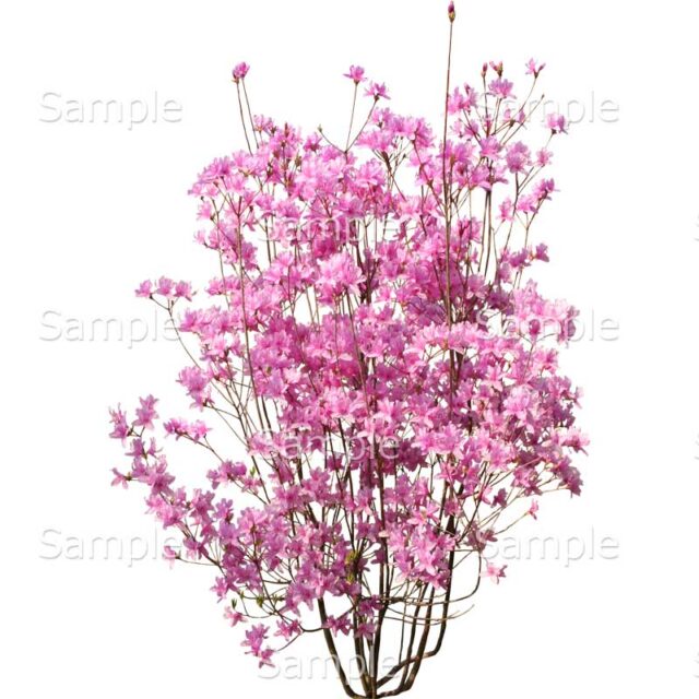 tsu_166 – sozaiya.com