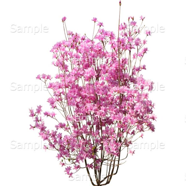 低木素材 – ページ 2 – sozaiya.com