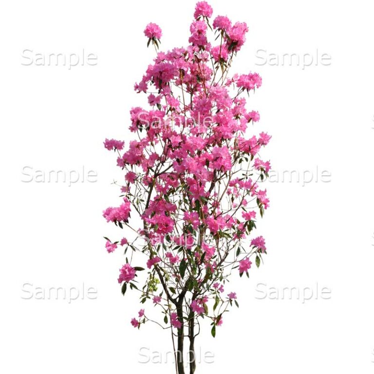 灌木材料 – sozaiya.com