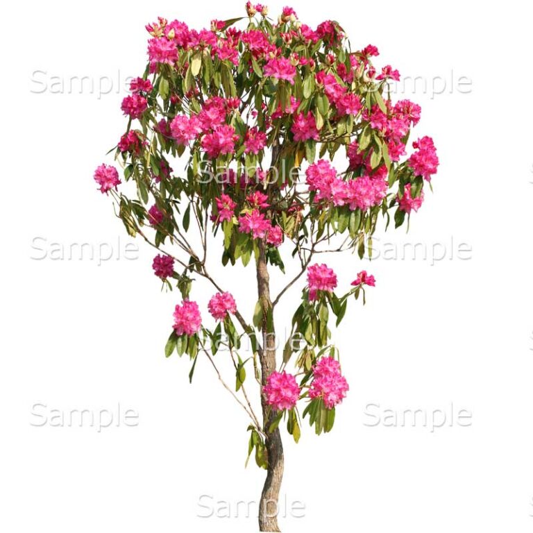 低木素材 – ページ 2 – sozaiya.com