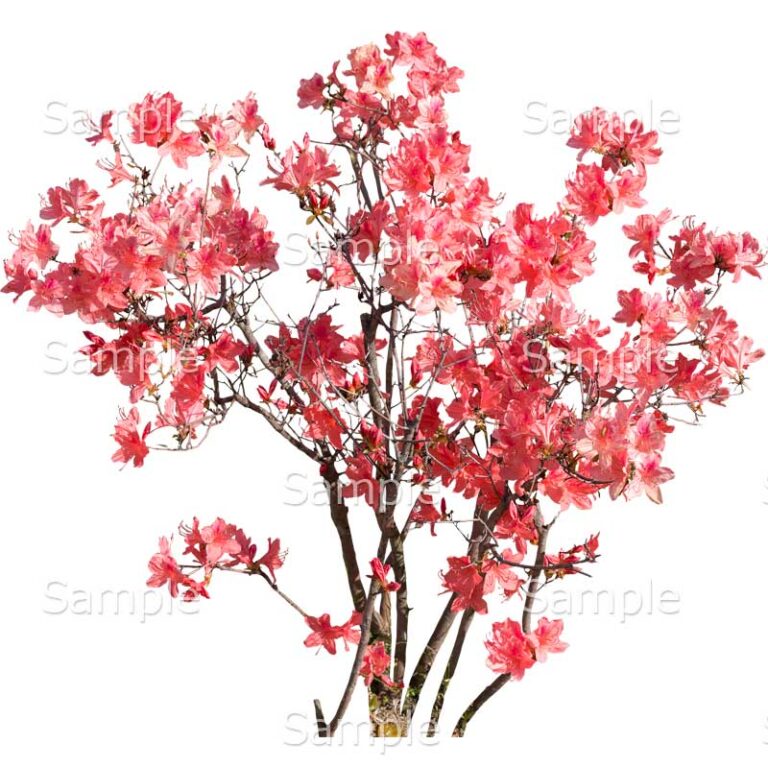 低木素材 – sozaiya.com