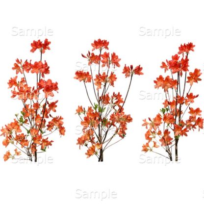 低木素材 – sozaiya.com