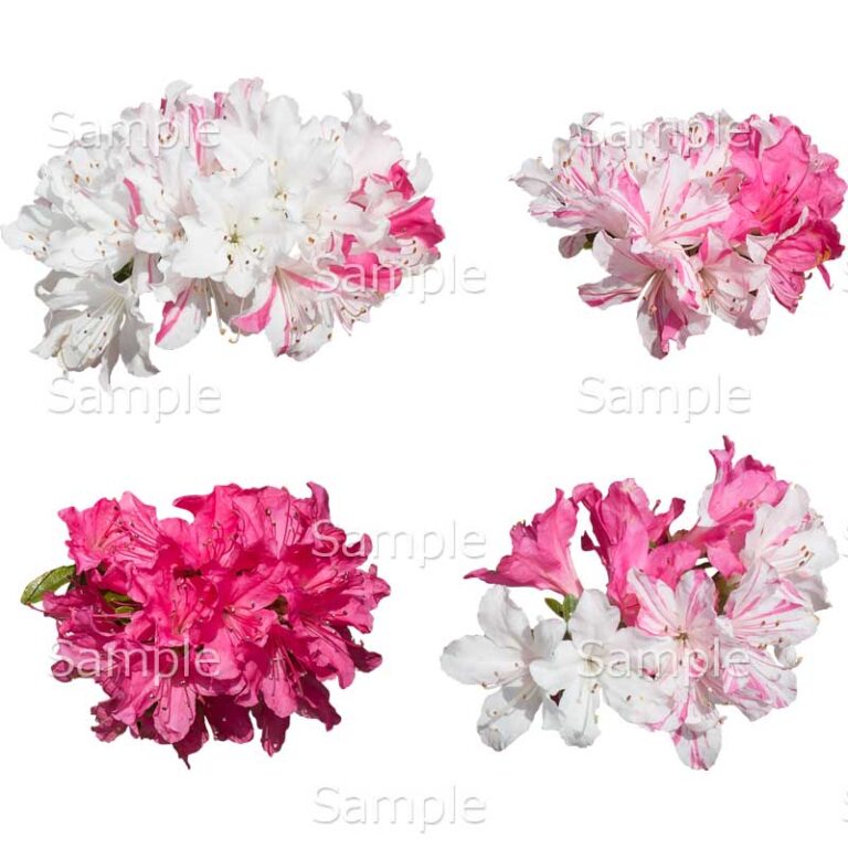 低木素材 – ページ 3 – sozaiya.com