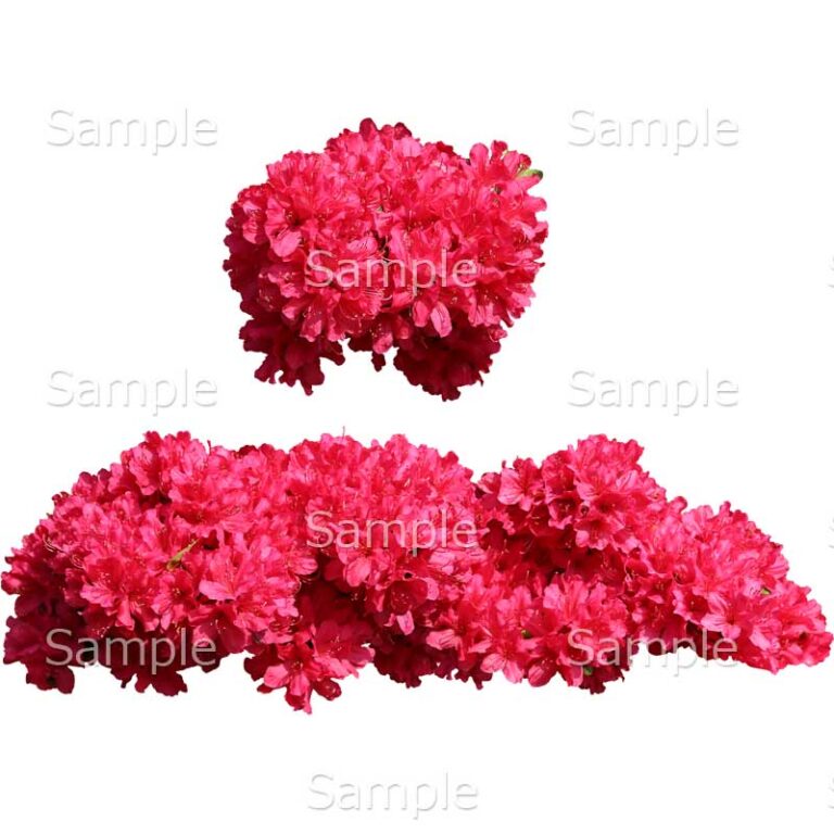 低木素材 – sozaiya.com