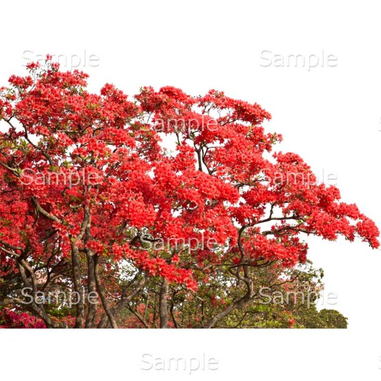 低木素材 – sozaiya.com