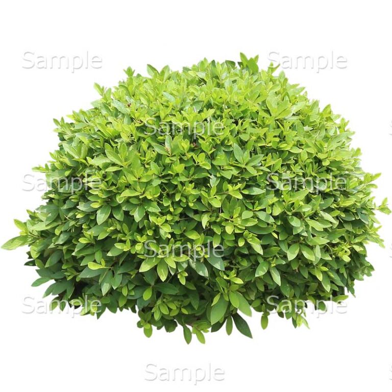 低木素材 – ページ 2 – sozaiya.com