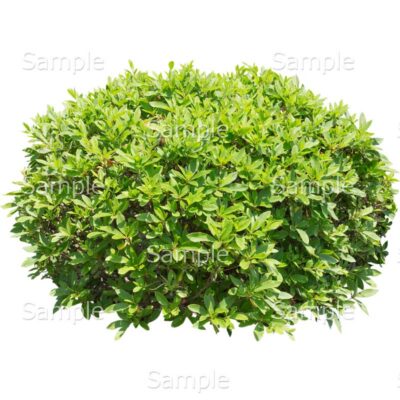 tsu_184 – sozaiya.com