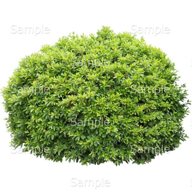 tsu_185 – sozaiya.com