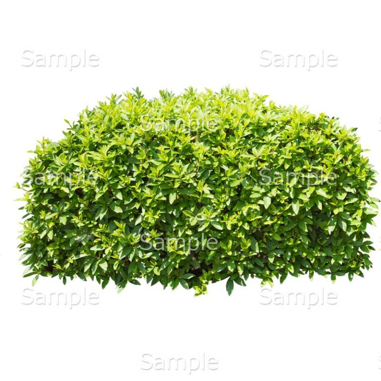 低木素材 – sozaiya.com