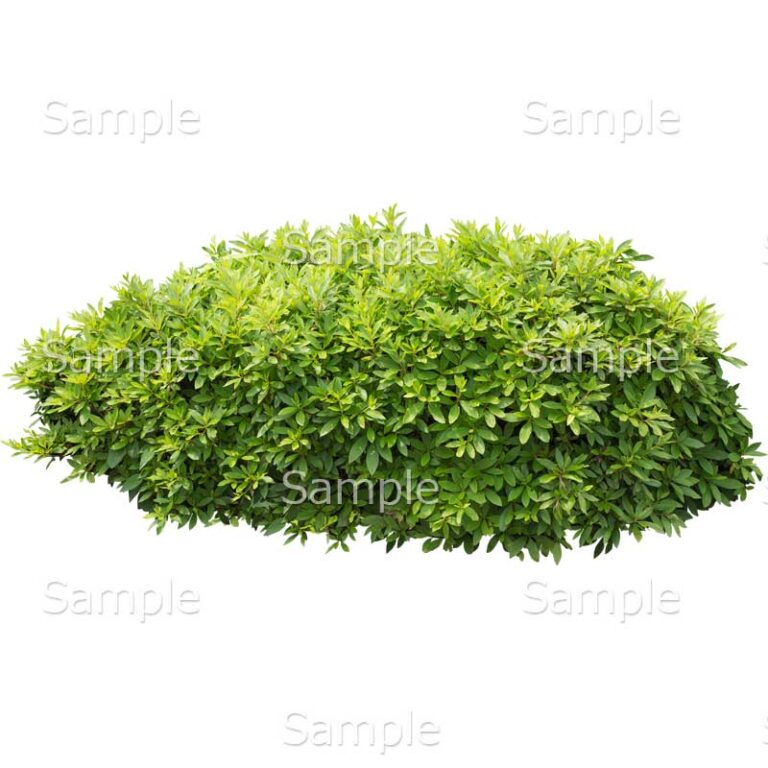 低木素材 – sozaiya.com