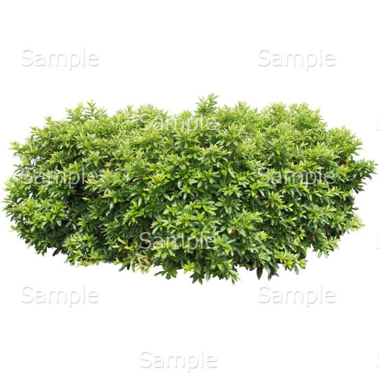 低木素材 – sozaiya.com