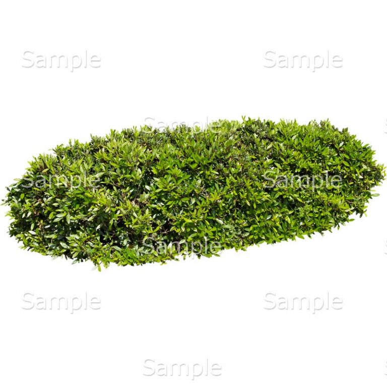 低木素材 – sozaiya.com