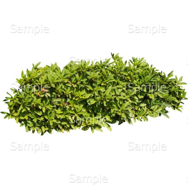 低木素材 – sozaiya.com