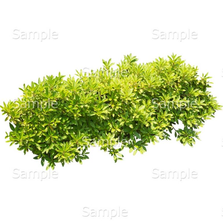 tsu_194 – sozaiya.com